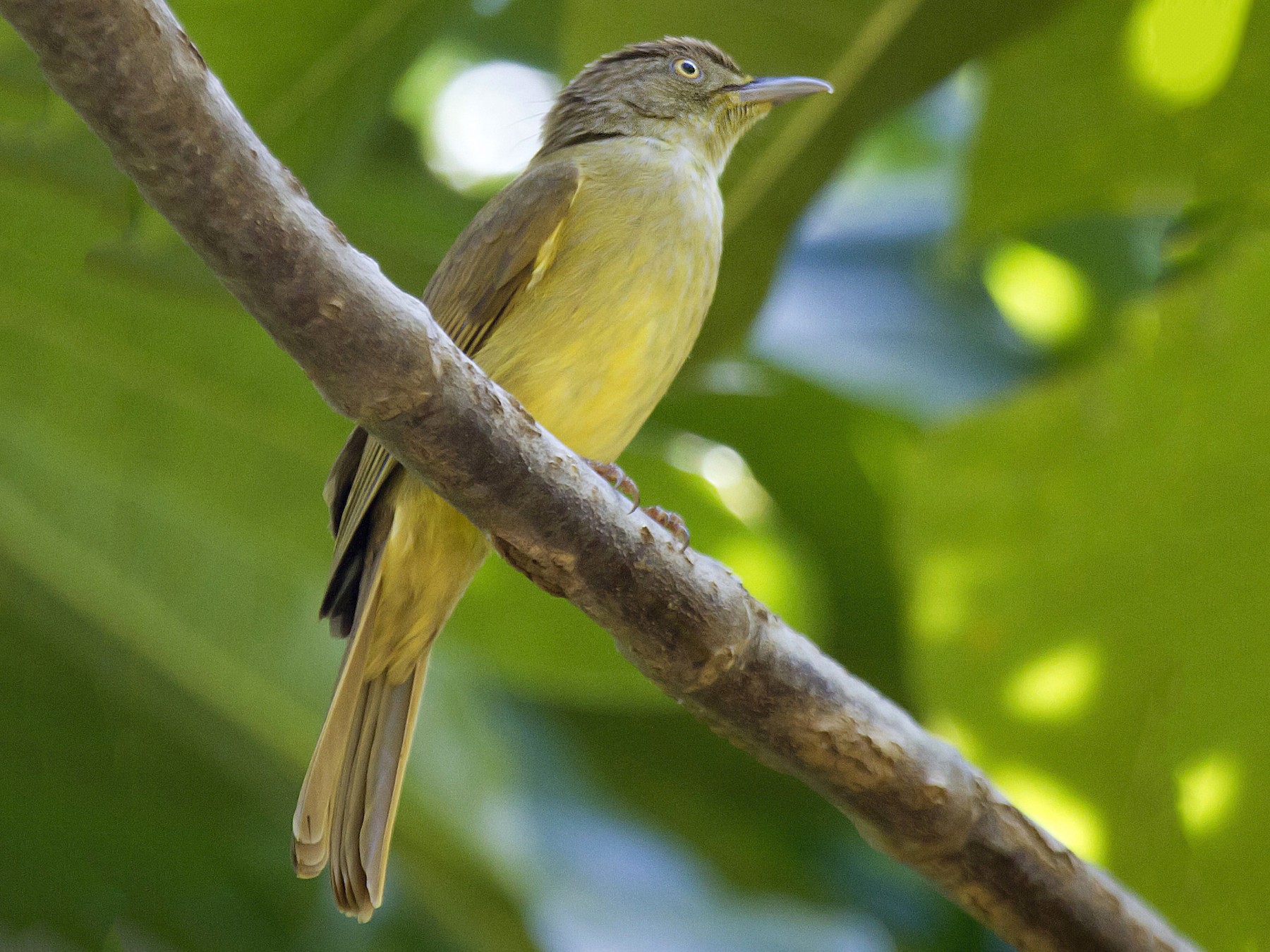 Sulphur-bellied Bulbul - eBird