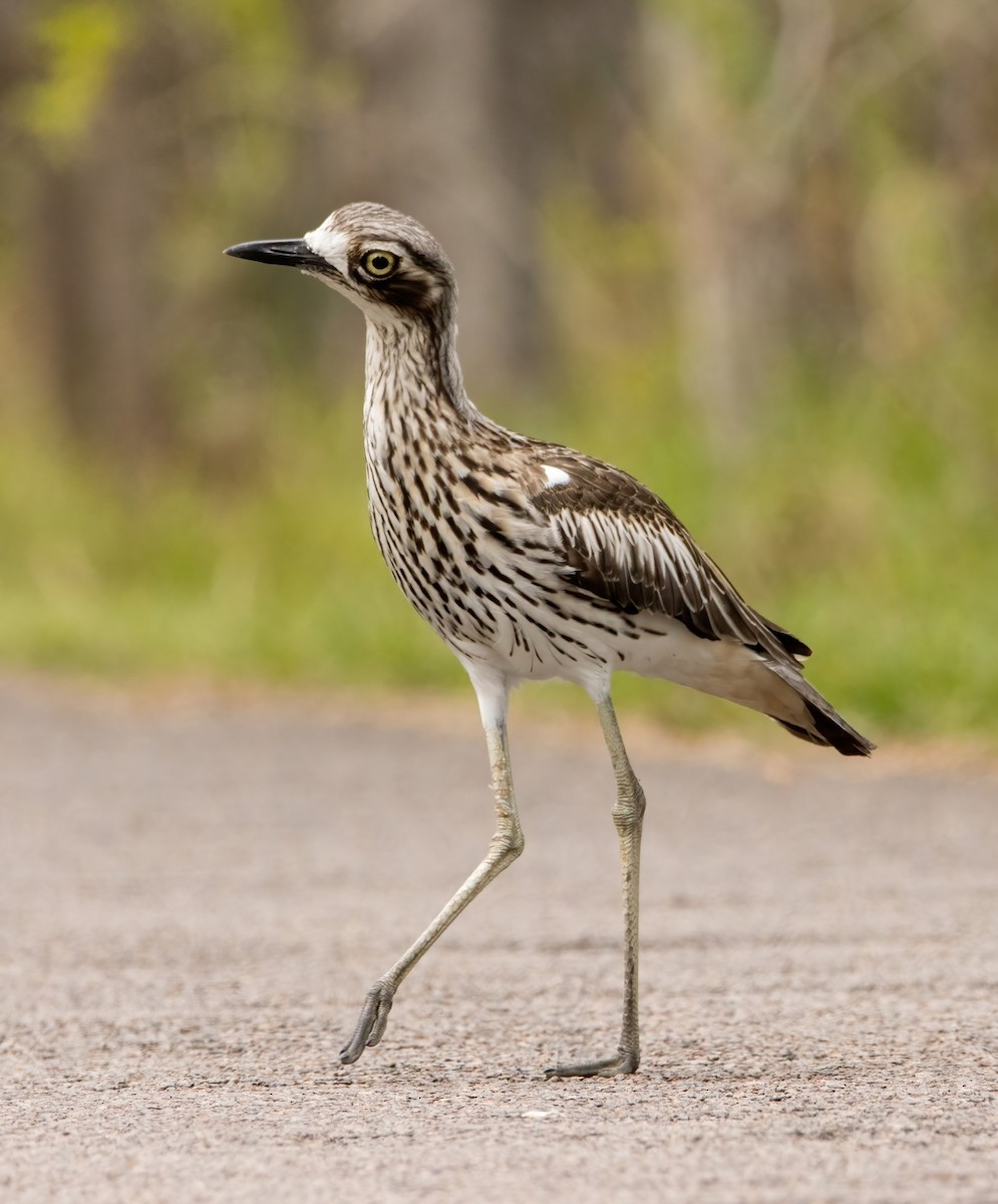 eBird Checklist - 17 Nov 2021 - Lake Eraring - 12 species