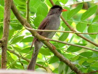 Moheli Bulbul - Hypsipetes moheliensis - Birds of the World
