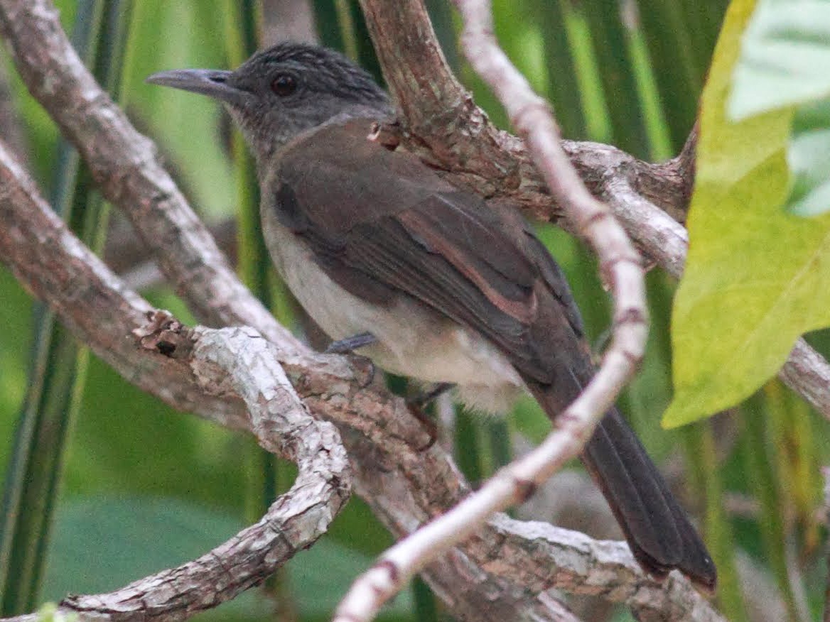 Mindoro Bulbul - eBird