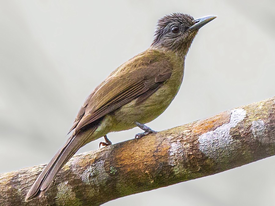 Mindoro bulbul - eBird