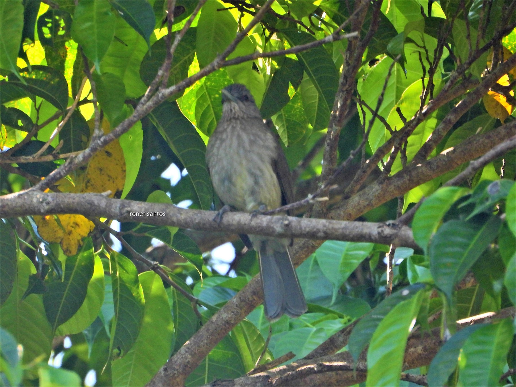 Mindoro Bulbul - eBird