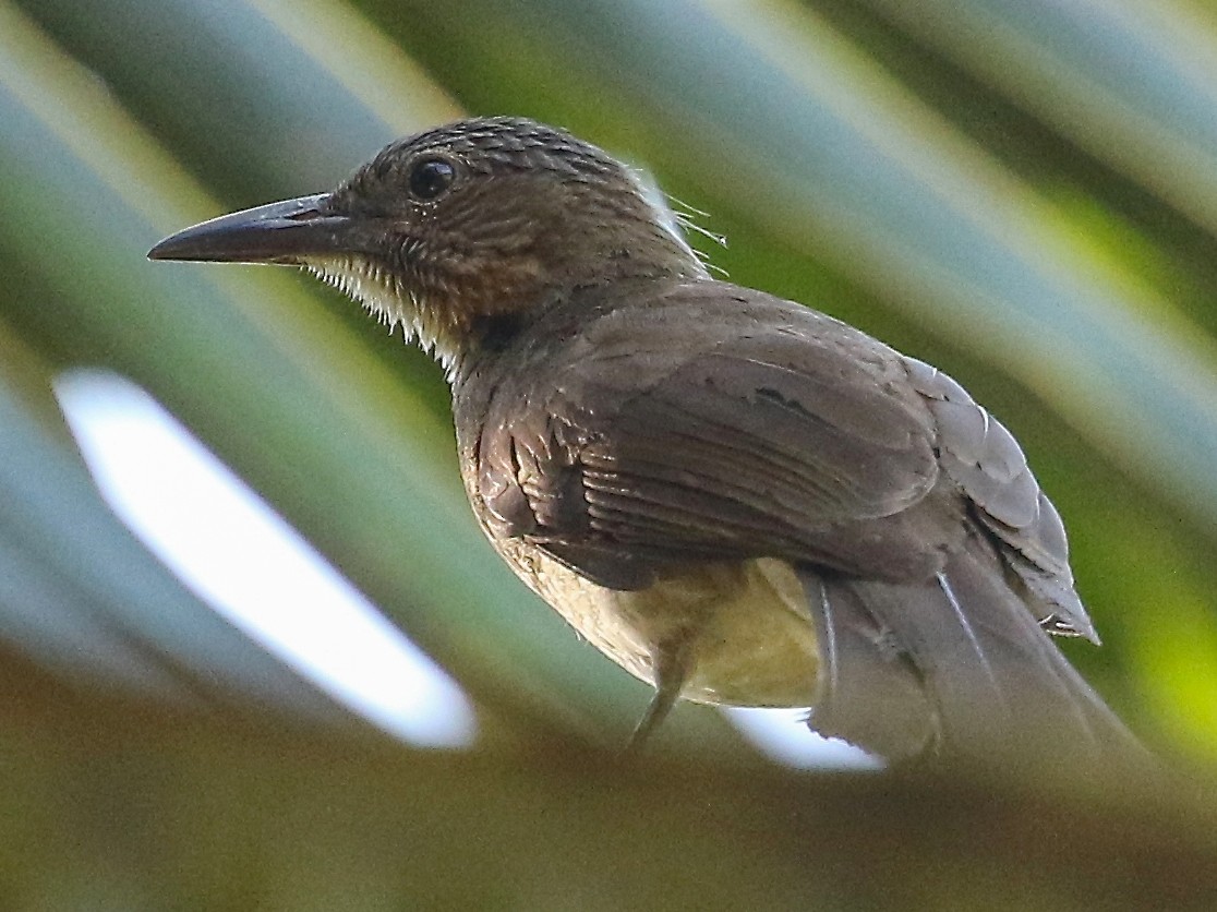 Streak-breasted Bulbul - eBird