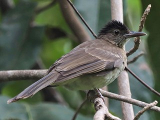 Streak-breasted Bulbul - eBird