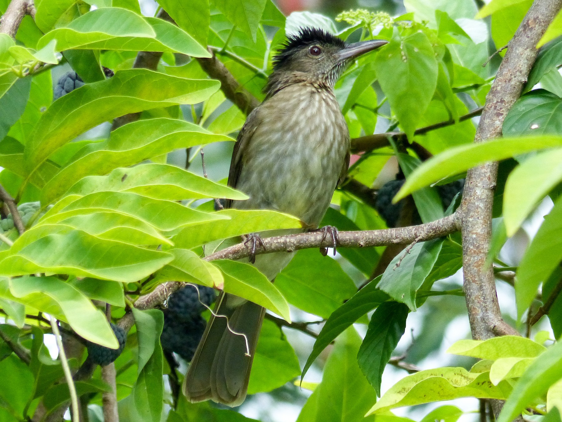 Streak-breasted bulbul - eBird