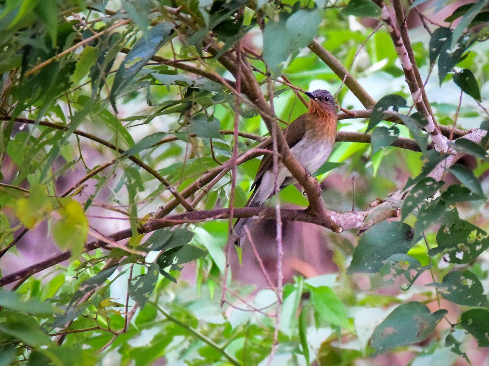 Bulbul Filipino - eBird