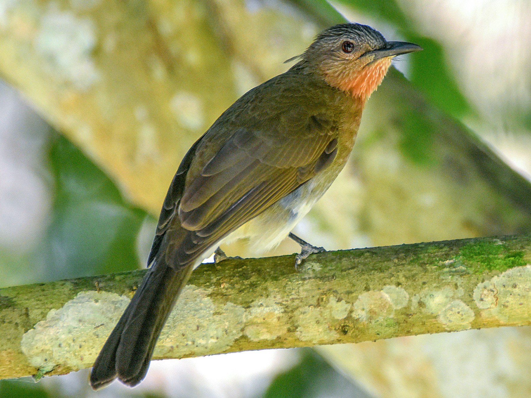 Bulbul Filipino - eBird