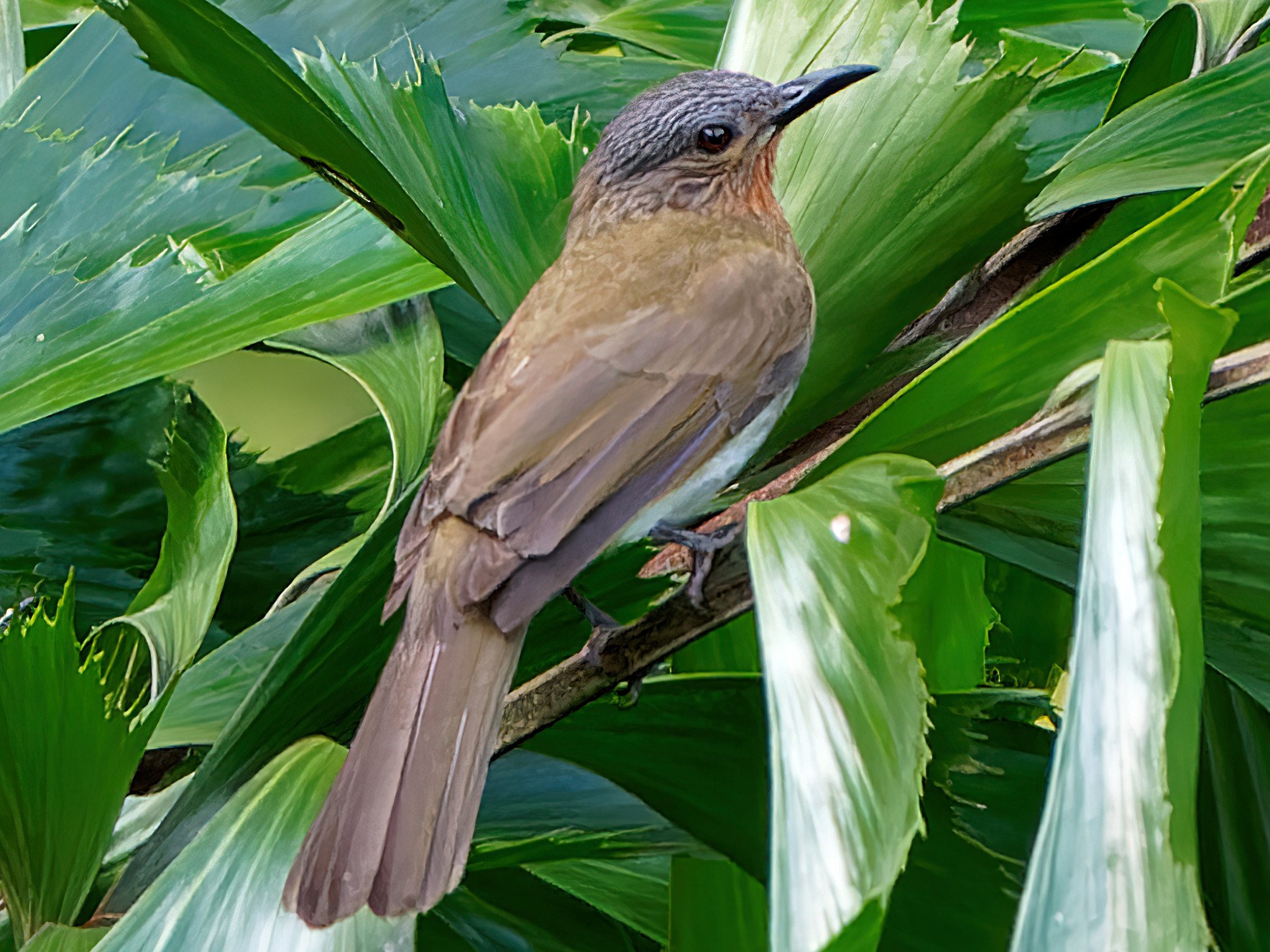Bulbul Filipino - eBird