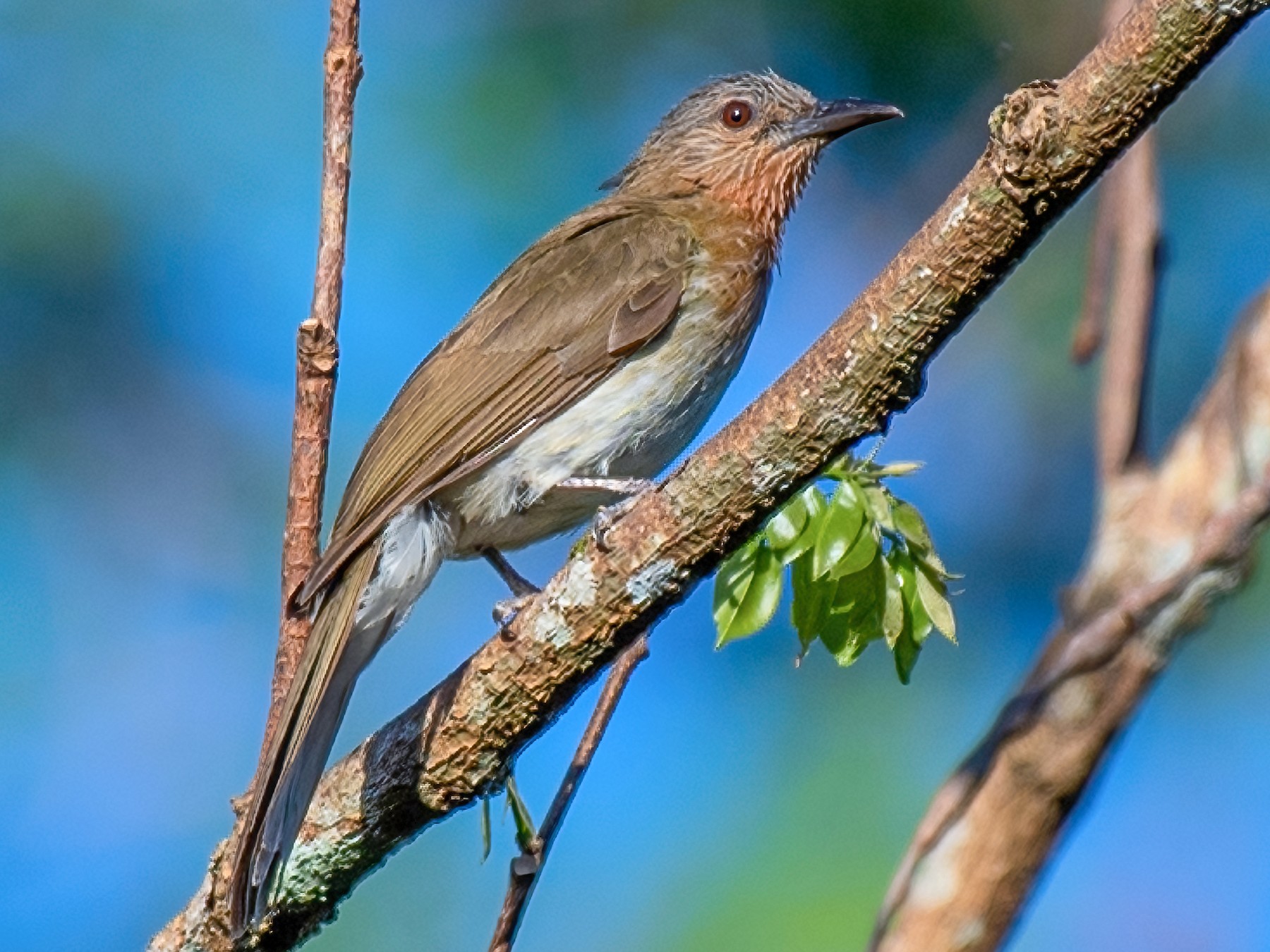Bulbul Filipino - eBird