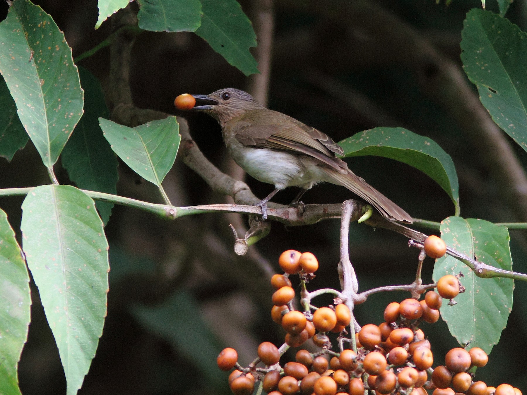 Bulbul Filipino - eBird