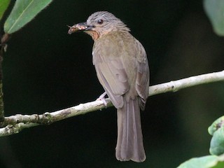 Philippine Bulbul - eBird