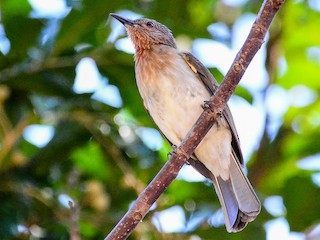 Philippine Bulbul - eBird