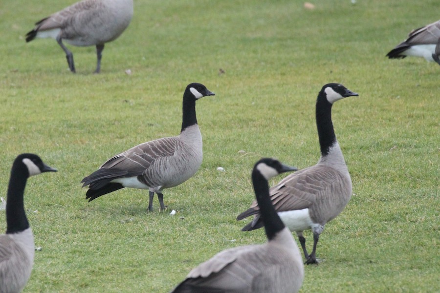 Cackling Goose (Taverner's) - eBird