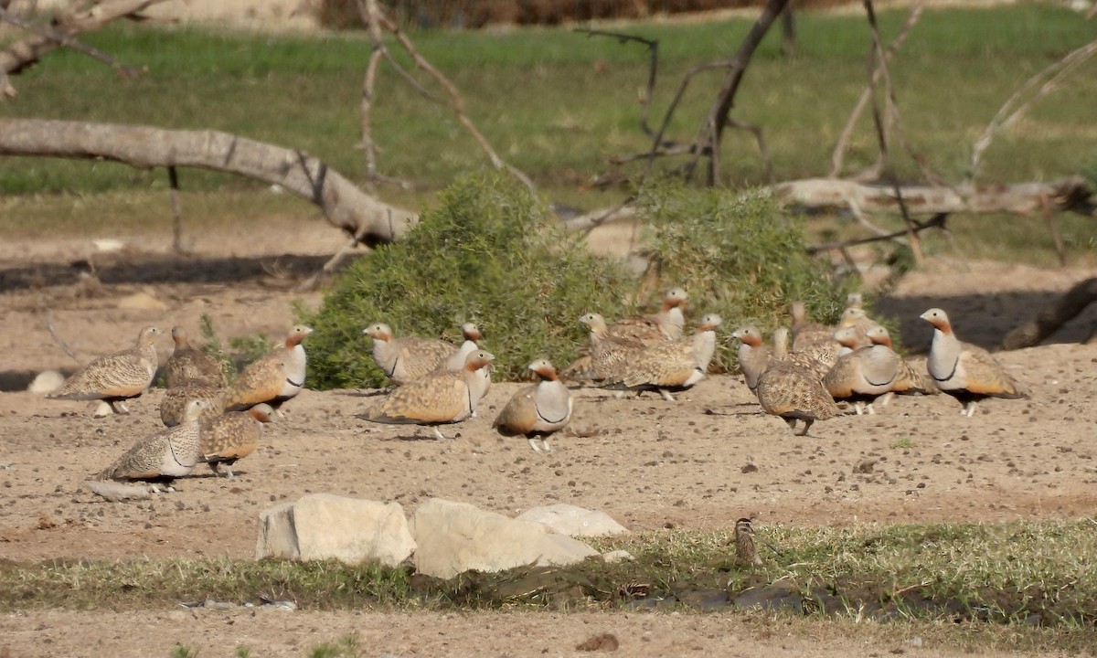 Israel Breeding Bird Atlas Checklist - 17 Nov 2021 - Nafha Vineyards ...