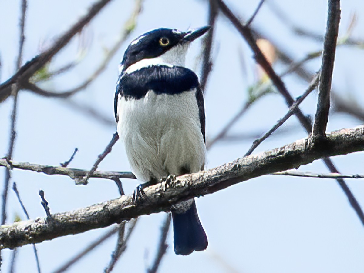 West African Batis - Batis occulta - Birds of the World