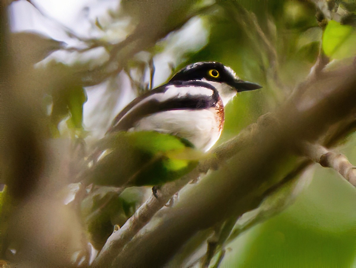 West African Batis - eBird
