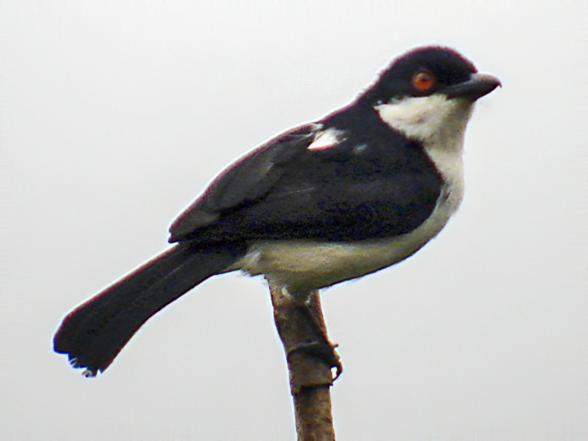 Red-eyed Puffback - eBird