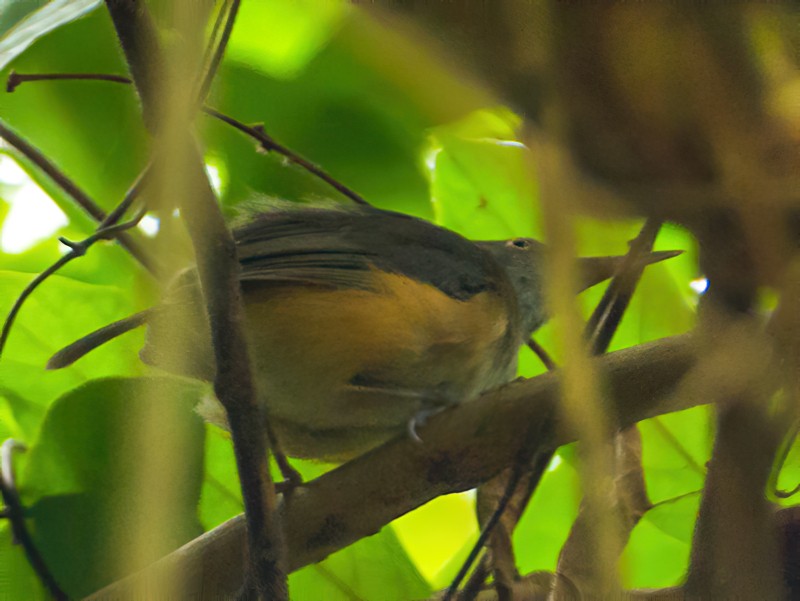Kemp's Longbill - eBird