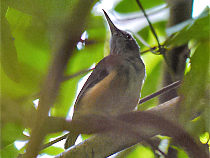 Kemp's Longbill - Macrosphenus kempi - Birds of the World
