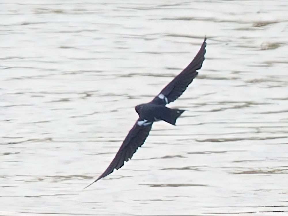 Pied-winged Swallow - eBird