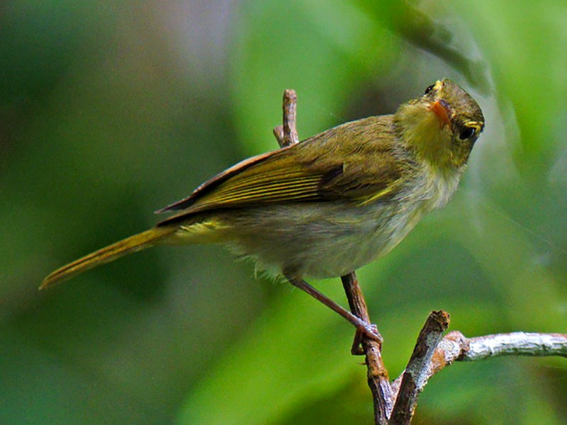 Lemon-throated Leaf Warbler - eBird