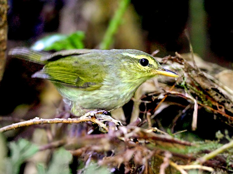 Lemon-throated Leaf Warbler - eBird