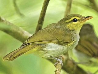 Lemon-throated Leaf Warbler - eBird