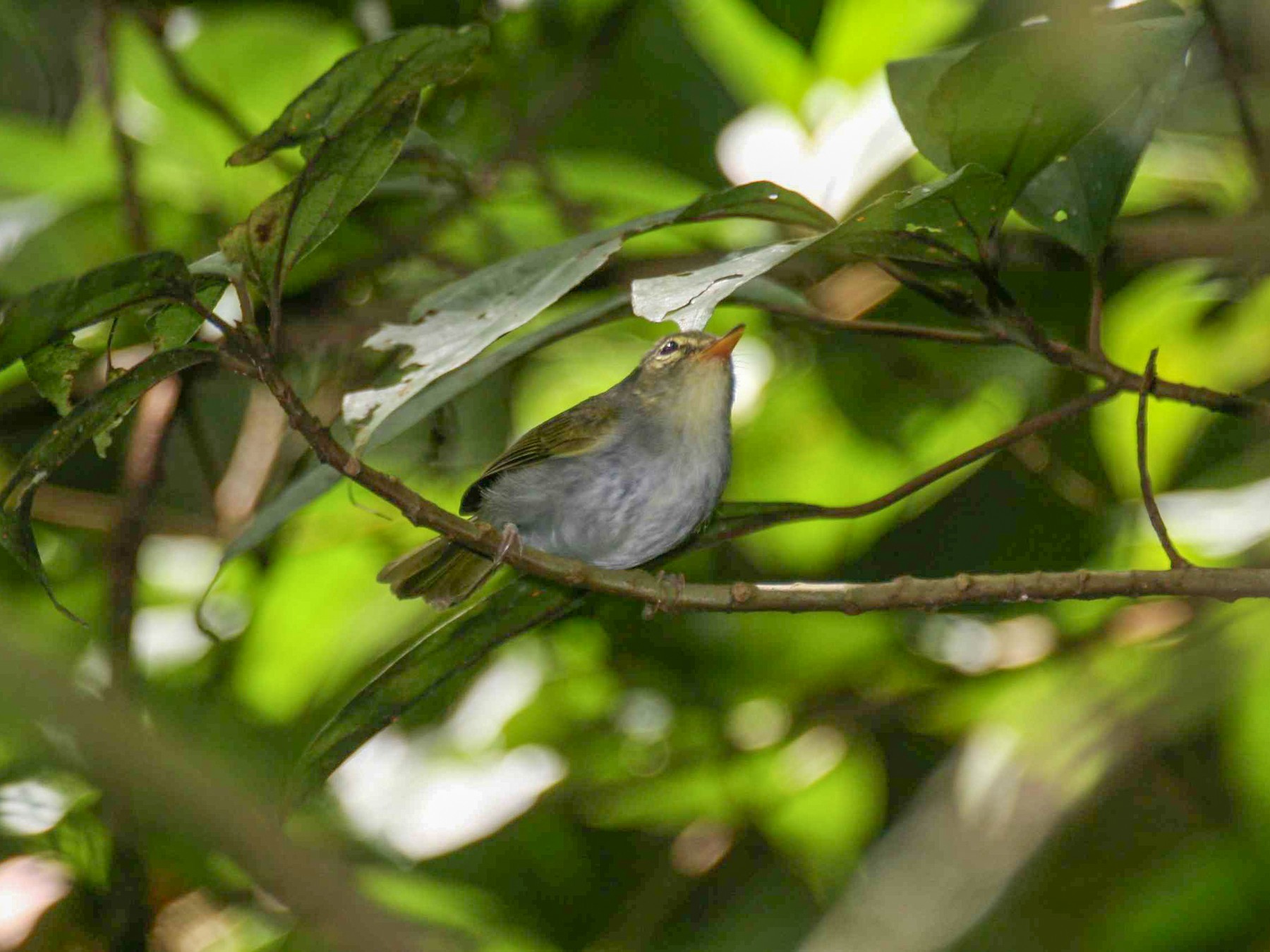 Lemon-throated Leaf Warbler - eBird