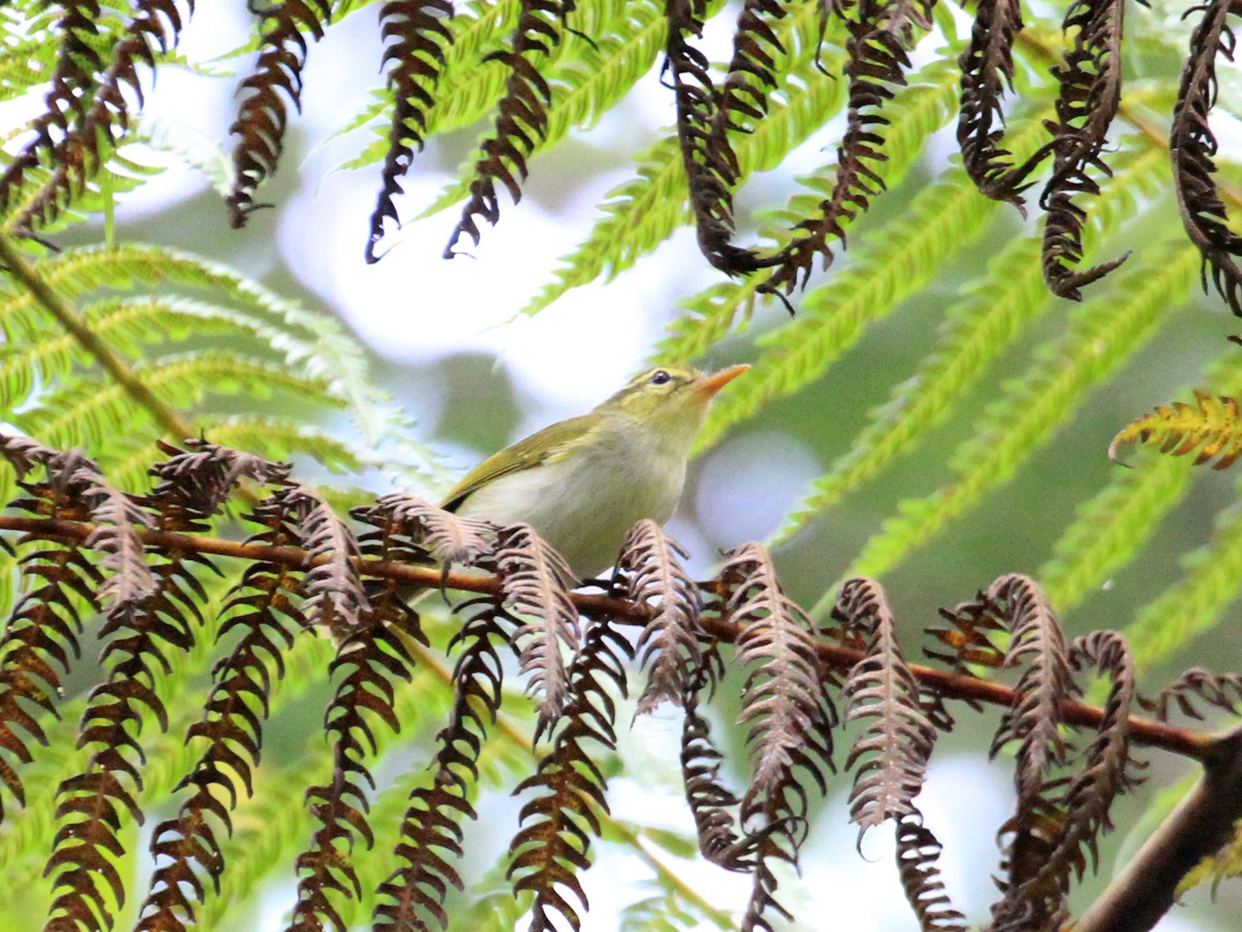 Lemon-throated Leaf Warbler - eBird