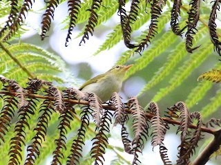 Lemon-throated Leaf Warbler - eBird