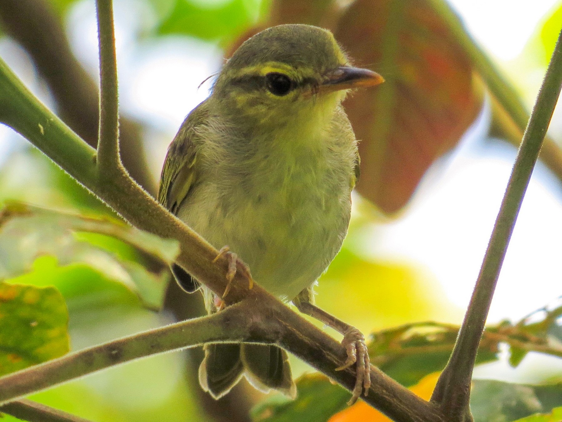 Lemon-throated Leaf Warbler - eBird