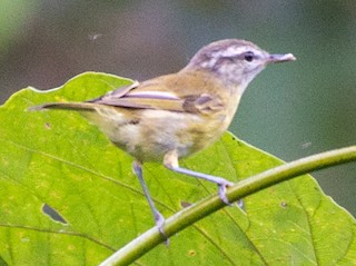 Makira Leaf Warbler - eBird