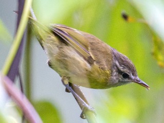Mosquitero de San Cristóbal - eBird