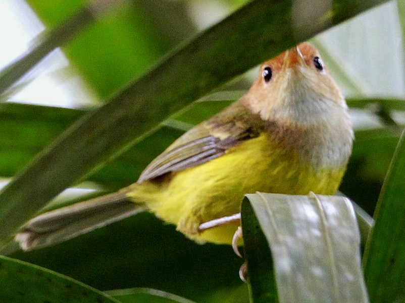Sastrecillo Encapuchado - eBird