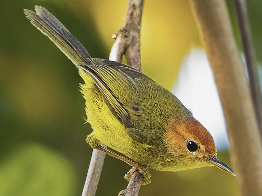 Sastrecillo Encapuchado - eBird