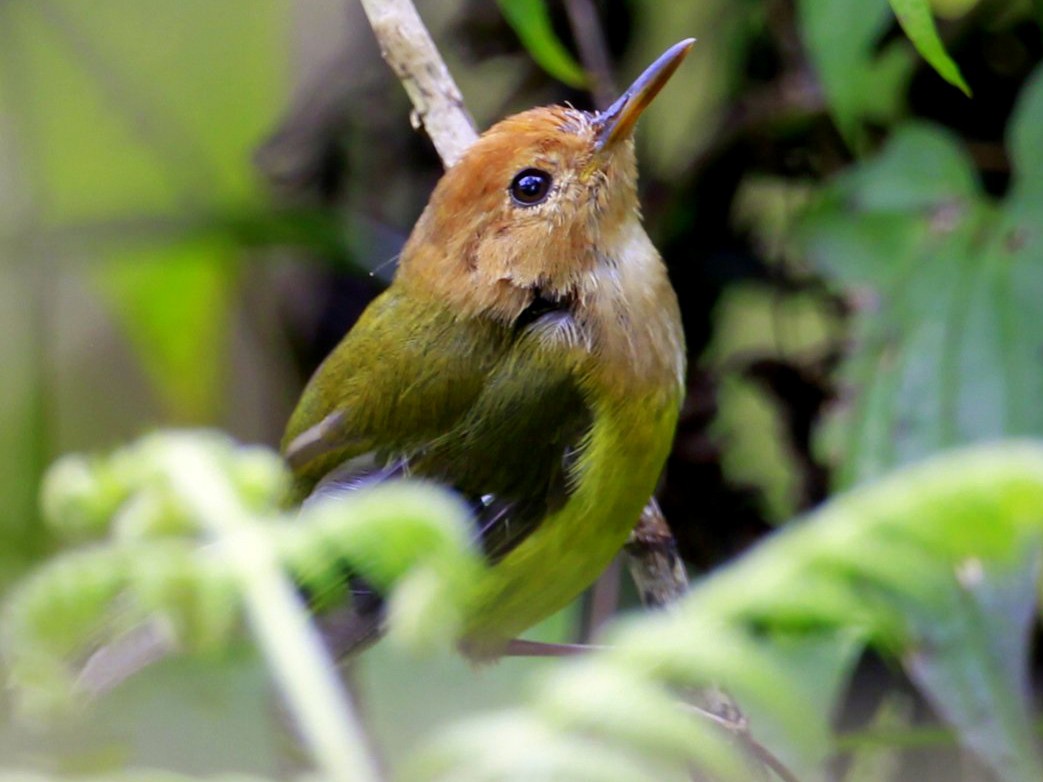 Sastrecillo Encapuchado - eBird