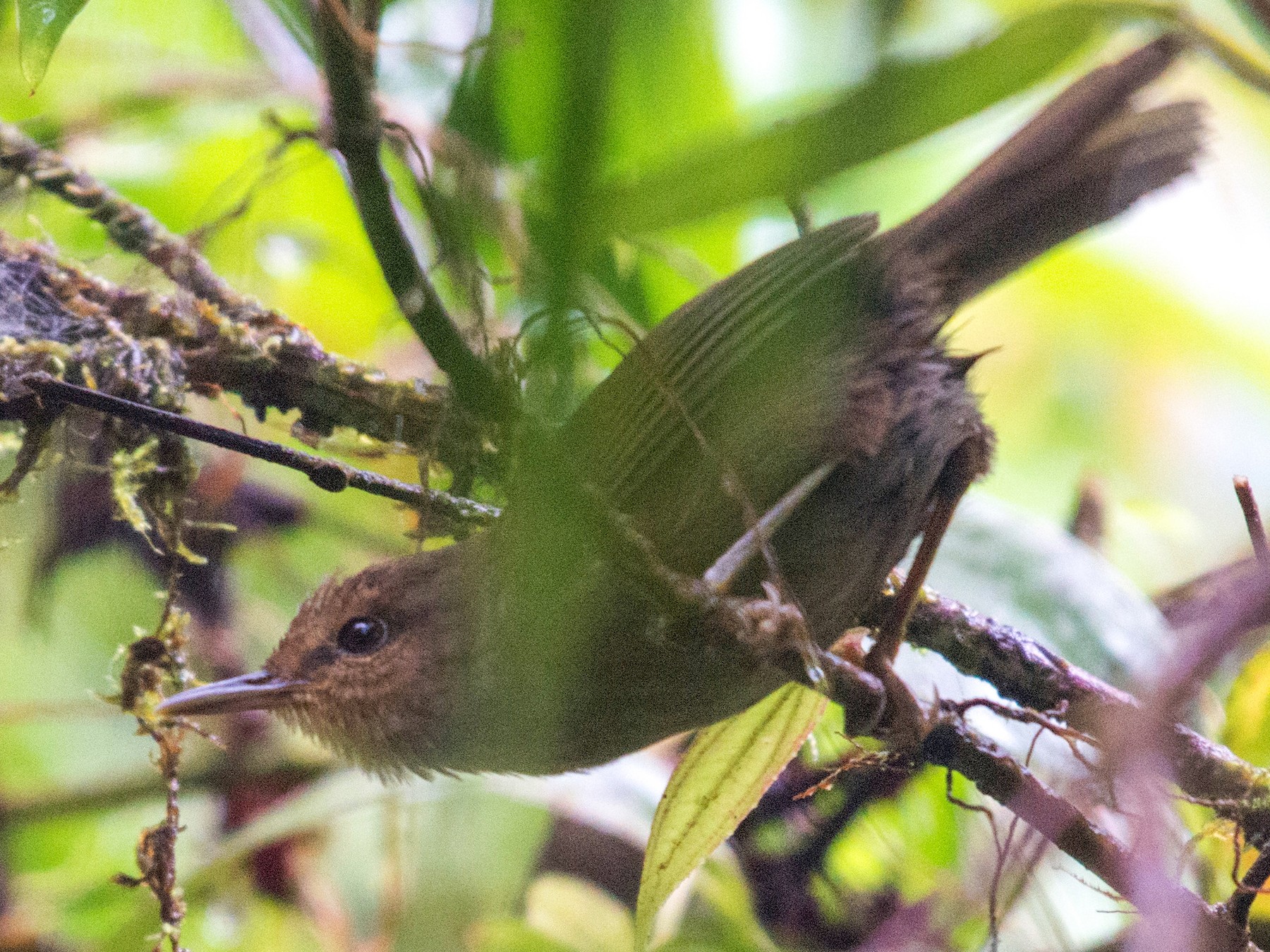 Shade Warbler - eBird