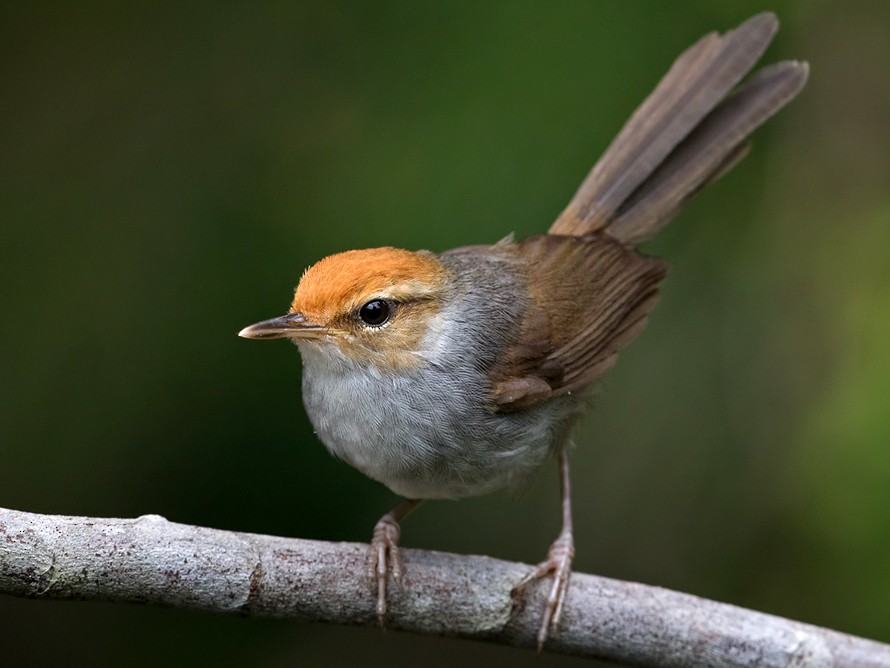 Fiji Bush Warbler - eBird