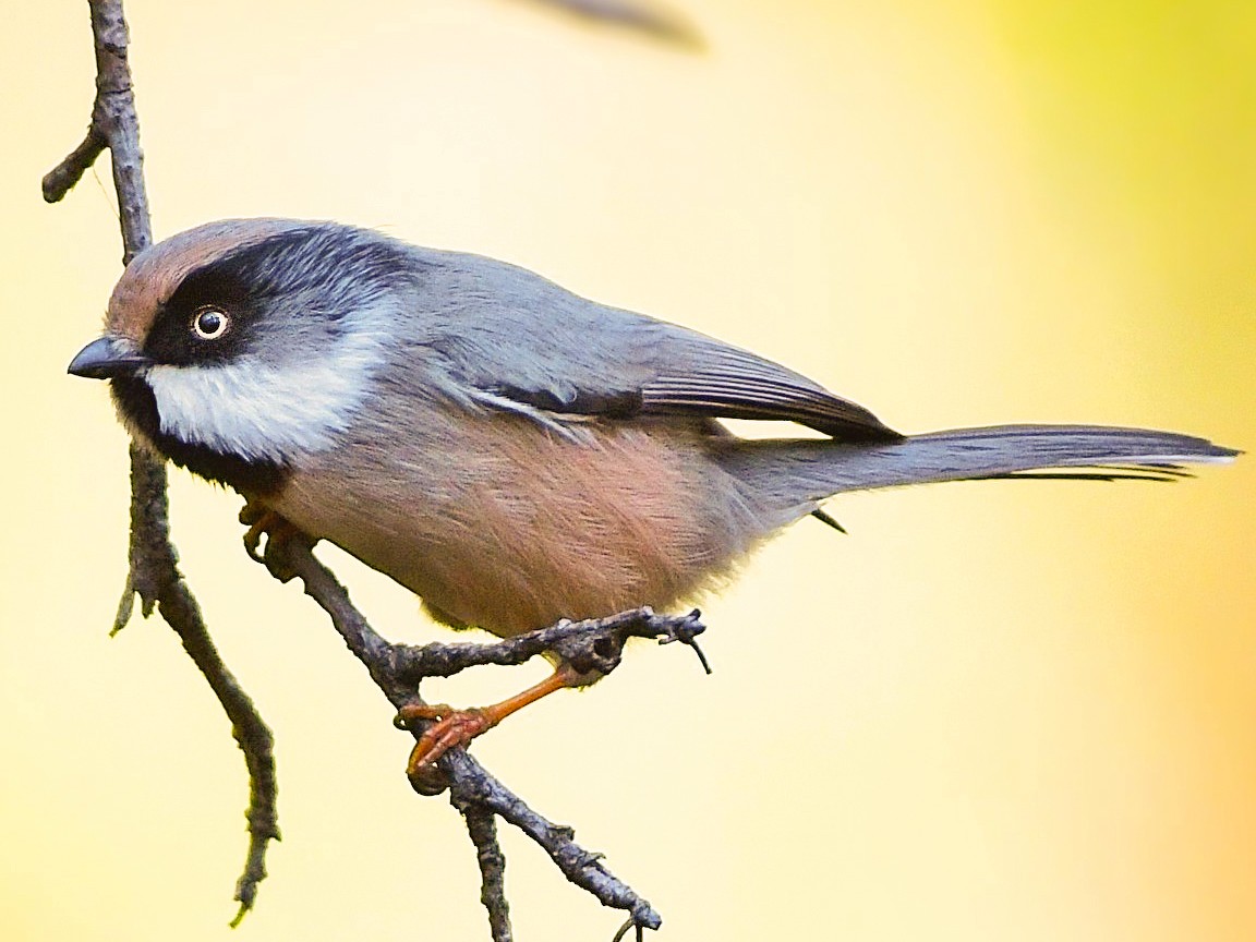 White-cheeked Tit - eBird
