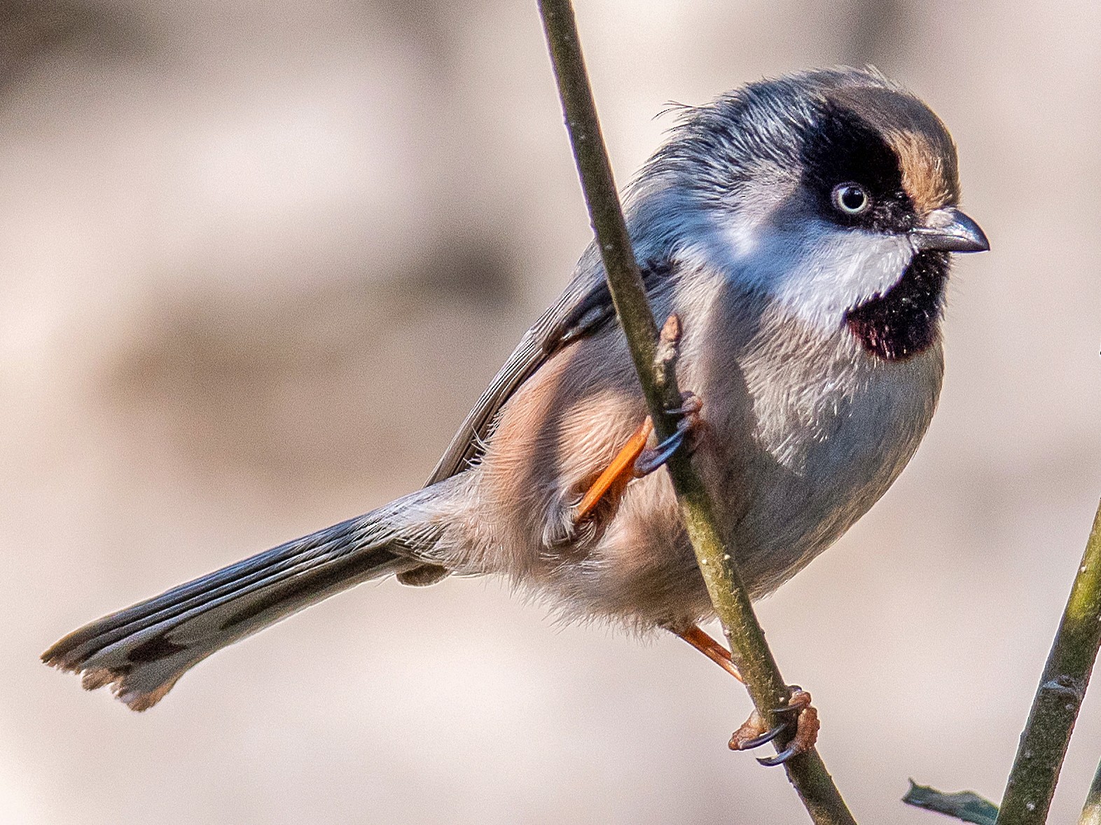 White-cheeked Tit - eBird
