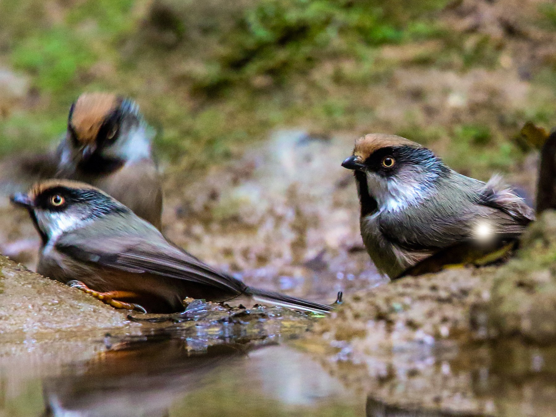 White-cheeked Tit - eBird