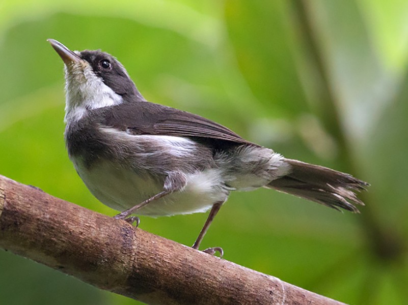 Dohrn's Thrush-Babbler - eBird