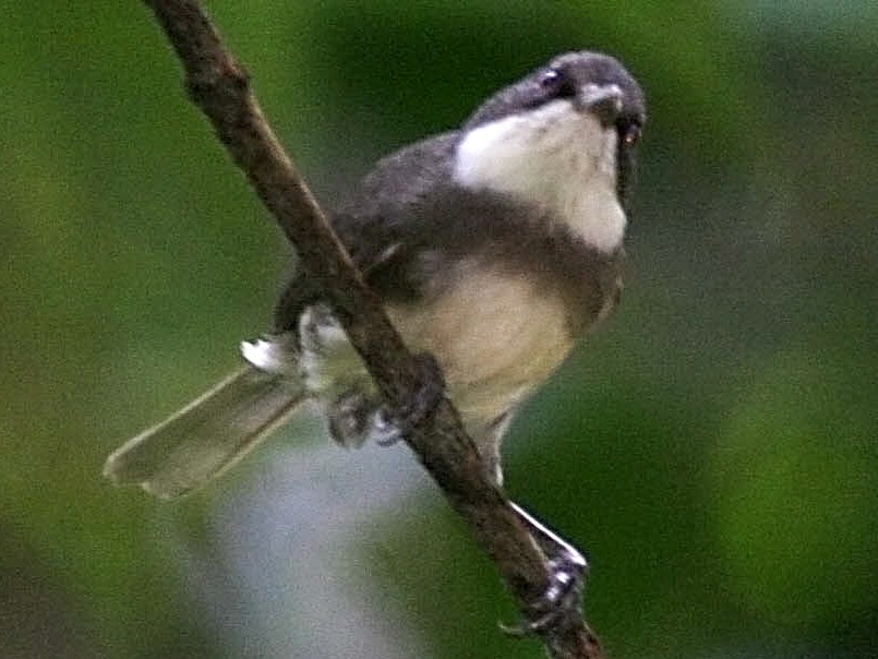 Dohrn's Thrush-Babbler - eBird