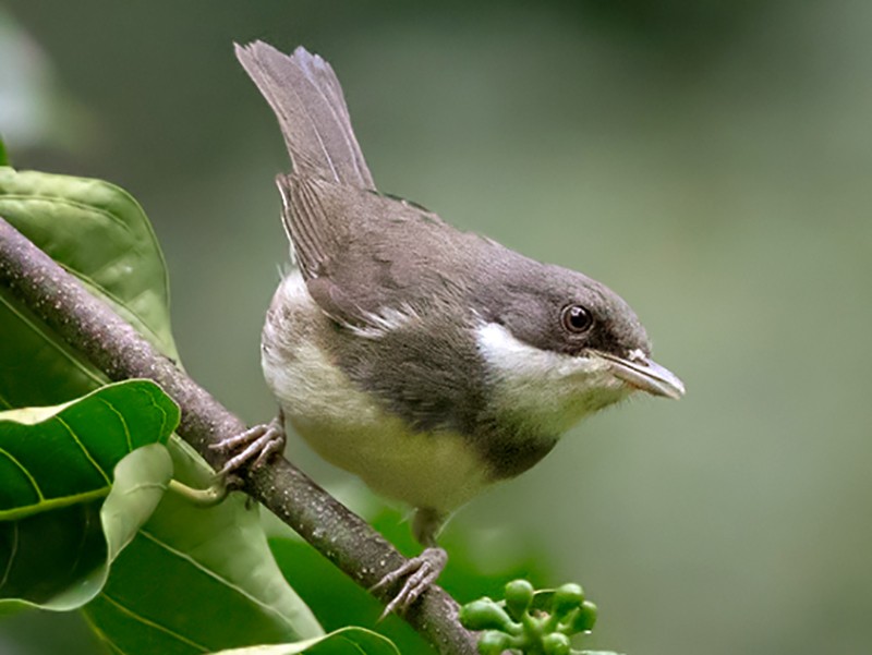Dohrn's Thrush-Babbler - eBird
