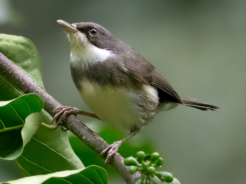 Dohrn's Thrush-Babbler - eBird