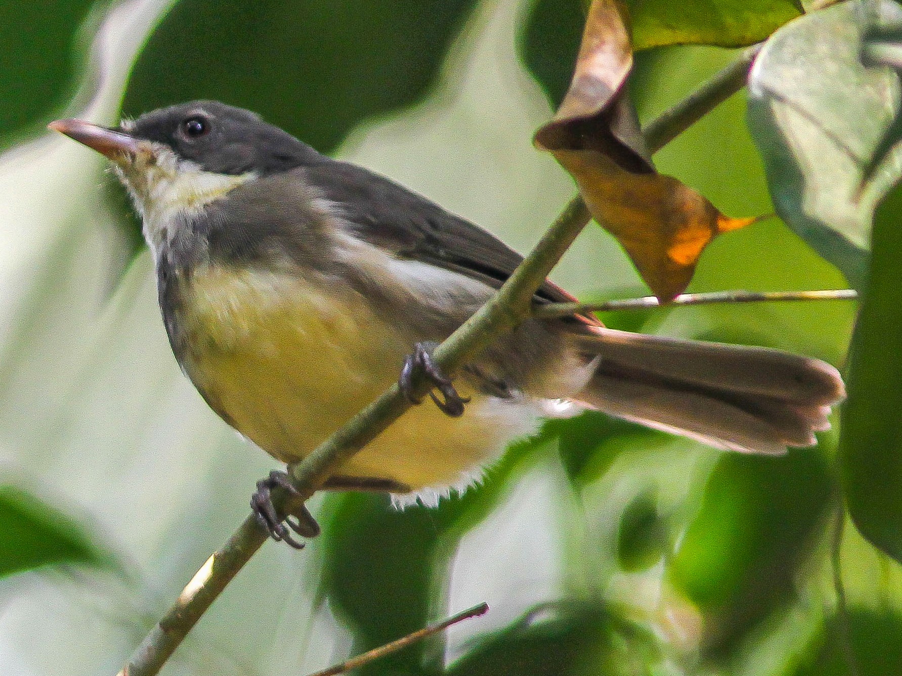 Dohrn's Thrush-Babbler - eBird