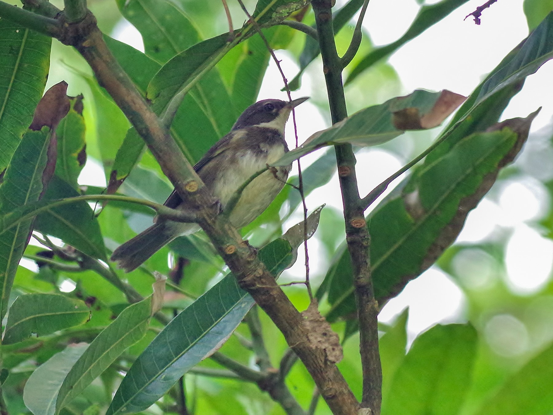 Dohrn's Thrush-Babbler - eBird