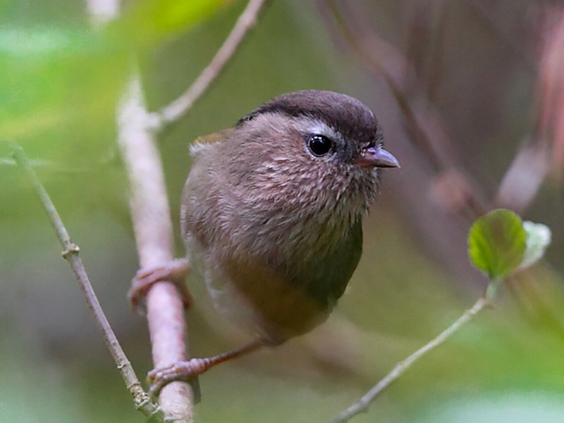 Fulveta indochina - eBird