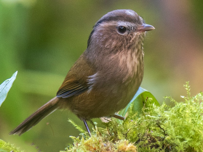 Fulveta Indochina - eBird