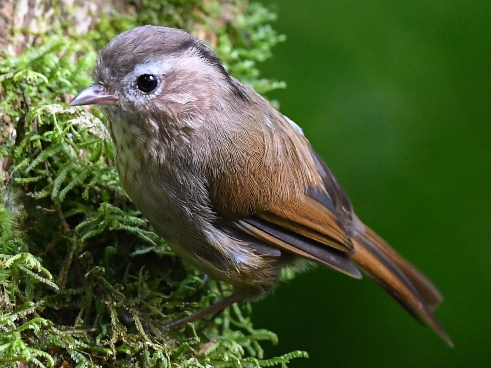 Fulveta Indochina - eBird